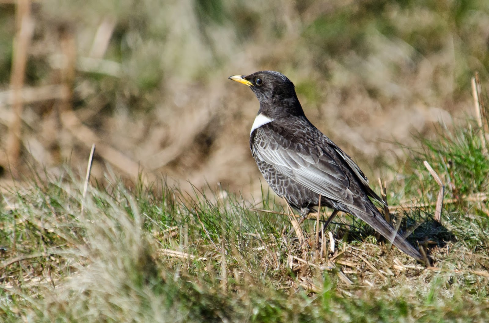 Ring Ouzels | Welcome to the Eastern Moors Partnership